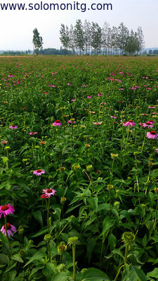 Pure Natural 1%-4% Cichoric Acid Echinacea Herb P.E.--100% echinacea purpurea extract in bulk