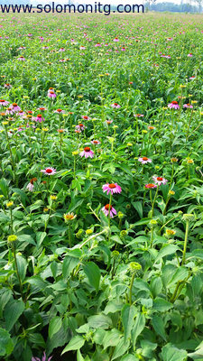 Pure Natural 1%-4% Cichoric Acid Echinacea Herb P.E.--100% echinacea purpurea extract in bulk