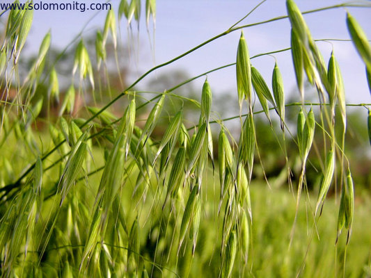 Pure Oat Extract Beta Glucan Powder/Oat Straw Extract/ Avena Sativa ,oat extract nutrition