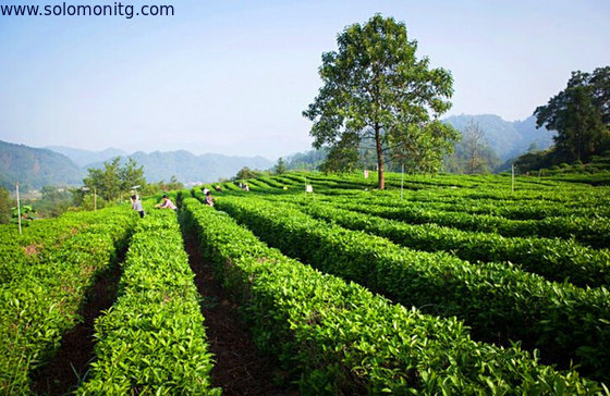 buy black tea: 2018 New Chinese Black Tea with Eternal taste, eternal health