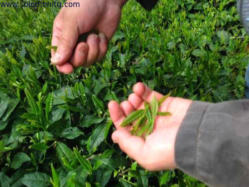 buy green tea: 2018 New Chinese Organic Green Tea-Hanzhong Maojian Superfine