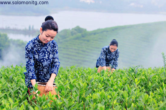 buy green tea: 2018 New Chinese Organic Green Tea-Hanzhong Chaoqing Second Grade