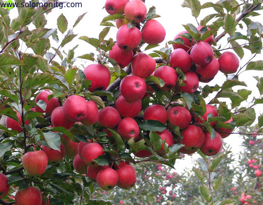 apple juice concentrate /New Season Brix 70% concentrate apple juice