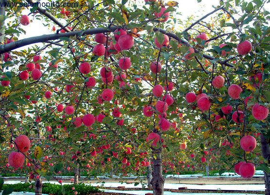 Rich Experience Bulk of Fresh red fuji apple with high quality and best price from China