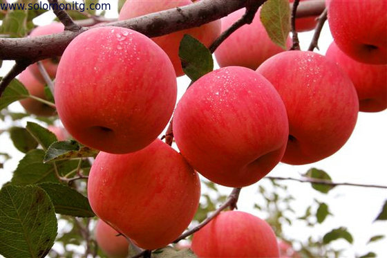 Rich Experience Bulk of Fresh red fuji apple with high quality and best price from China