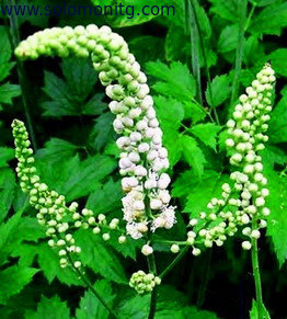 100% Natural Black Cohosh Plant Extract/Black Cohosh Root Extract/Black Cohosh Powder