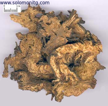 100% Natural Black Cohosh Plant Extract/Black Cohosh Root Extract/Black Cohosh Powder