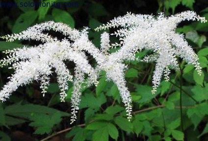 100% natural brown powder black cohosh extract 2.5%, 5% ,8% triterpene glycosides