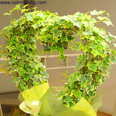 ISO/HACCP Factory Supply Hederagenin Hedera Helix Extract Chinese Ivy Stem Extract