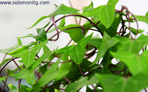 ISO/HACCP Factory Supply Hederagenin Hedera Helix Extract Chinese Ivy Stem Extract