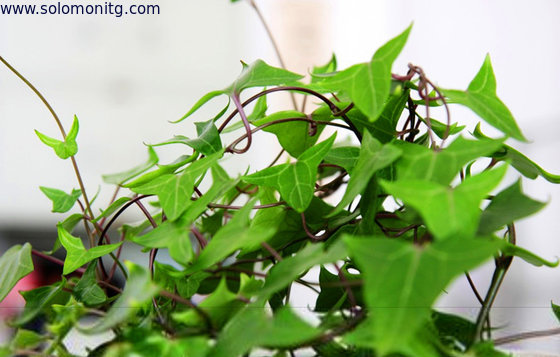 Free Samples Ivy Leaf Extract has the function of promoting blood circulation