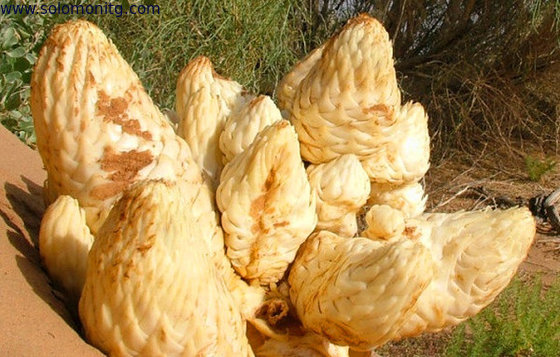 Desertliving Cistanche Extract,Cistanche Tubulosa Extract,Herba Cynomorii Extract --10:1