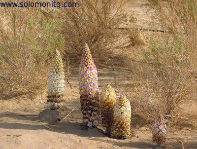 Desertliving Cistanche Extract,Cistanche Tubulosa Extract,Herba Cynomorii Extract --10:1