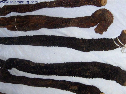 high quality cistanche deserticola extract --ratio extract(10:1,20:1)