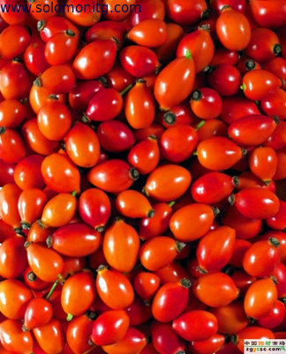 Rose Hips Extract 5%-20% Rose Polyphenols Vitamin C --Rosa rugosa Thunb.