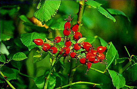 Rose Hips Extract Powder with 10:1/5%-20% Rose Polyphenols/Vitamin C 5-17%
