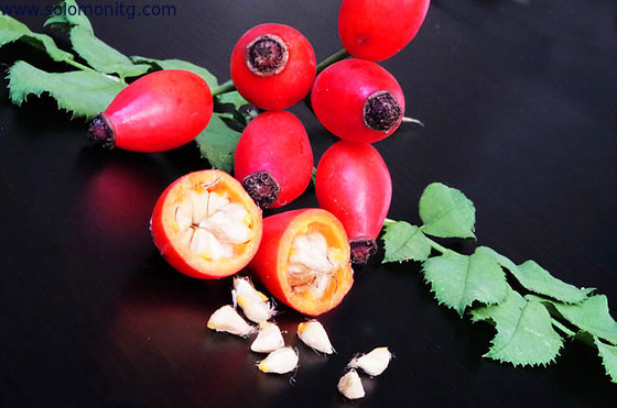 Rose Hips Extract Powder with 5%-20% Rose Polyphenols with rice experience in Netherlands market