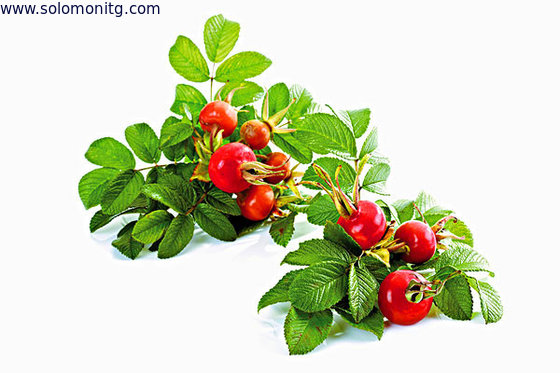 Rose Hips Extract Powder with 5%-20% Rose Polyphenols with rice experience in Netherlands market