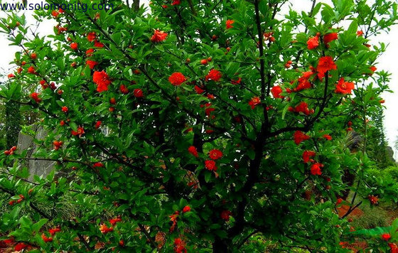 Anti-cancer Punica granatum Pomegranate Peel Extract Powder,Pomegranate P.e,Pomegranate Extract