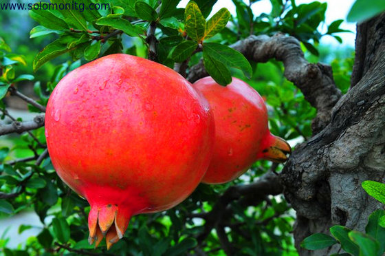 Punica granatum/Pomegranate Peel Extract Powder,Pomegranate P.e,Pomegranate Extract-10：1