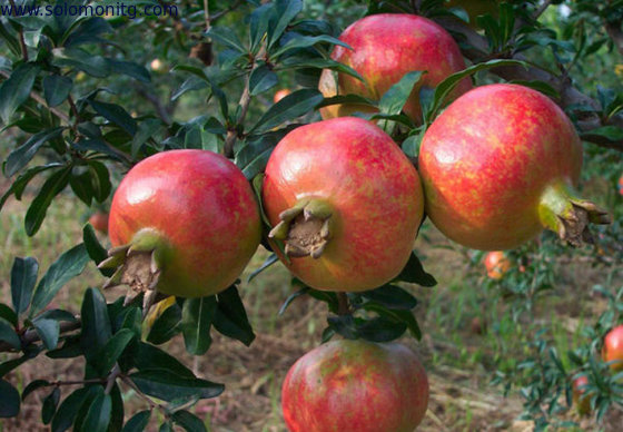 Anti-cancer Punica granatum Pomegranate Peel Extract Powder,Pomegranate P.e,Pomegranate Extract