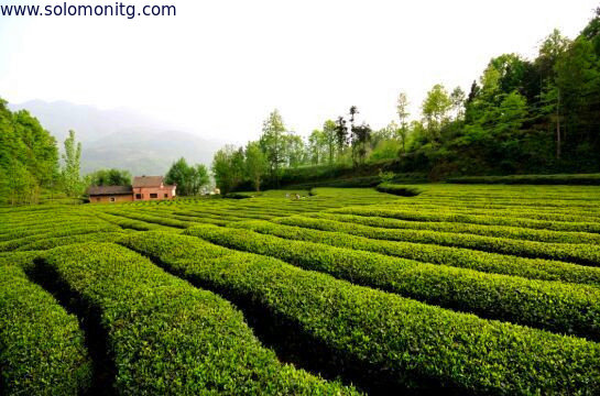 Supplier Natural Green Tea Extract Polyphenols -Export High Quality Green Tea Extract HPLC