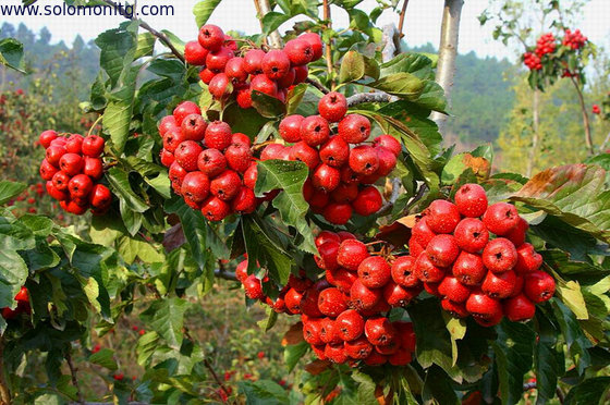 dried hawthorn berry extract fruit leaf extract with flavone 5%-80% hawthorn leaf extract