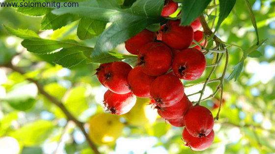 Popular Herbal hawthorn leaf extract with flavone 5%-80% hawthorn leaf extract