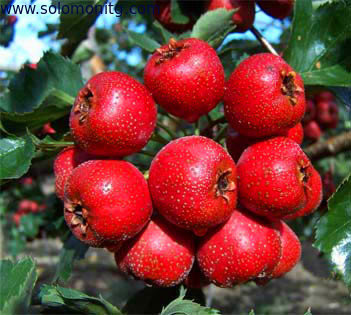 Chinese new harvest Hawthorn Fruit Extract,Hawthorn Extract,Hawthorn Berry Extract