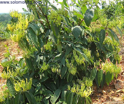 Glycyrrhiza glabara/Licorice Root Extract / Radix Glycyrrhiza Extract with Glycyrrhizic Acid Powder