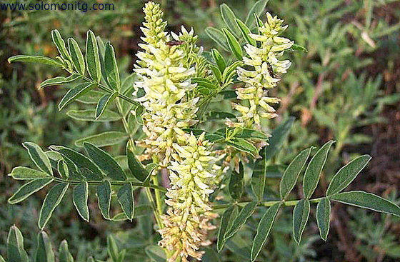 Pure and natural Glycyrrhiza glabara/ licorice root extract powder--Glycyrrhiza uralensis Fisch.