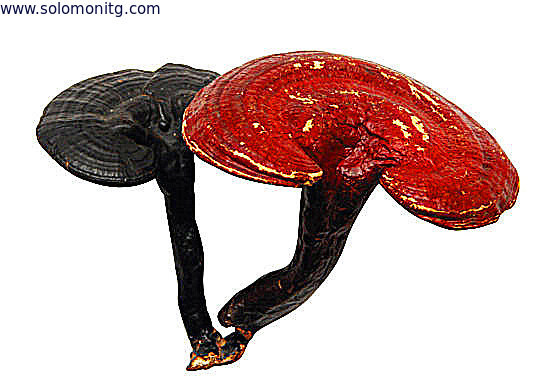 Hot sell reishi mushroom extract ganoderma lucidum extract reishi extract