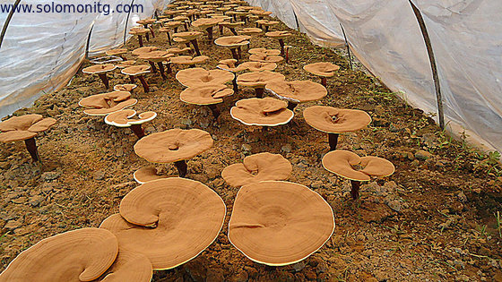 Hot sell reishi mushroom extract ganoderma lucidum extract reishi extract