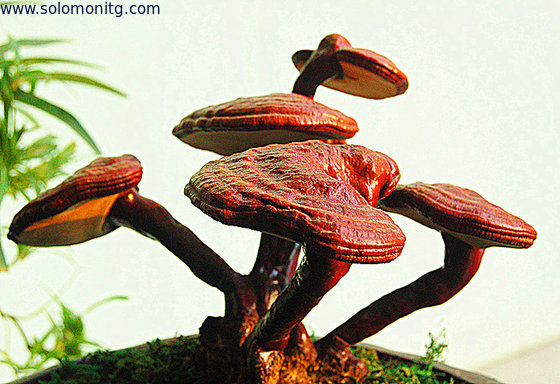 Nature health food Reishi Mushroom extract,anti-cancer triterpene & polysaccharides reishi
