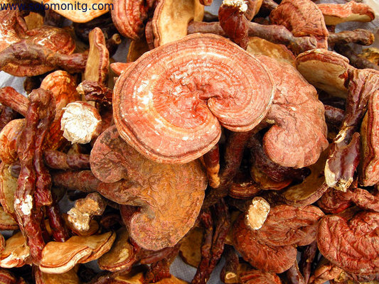 Nature health food Reishi Mushroom extract,anti-cancer triterpene & polysaccharides reishi