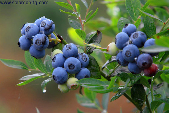 no pigment no essence Blueberry Powder/Natural Fruit Nutritional Blueberry Extract Blue Berry Fd Powder