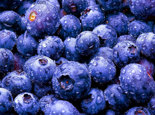 Factory Supply High Quality Chinese Bilberry Extract, European Bilberry Extract