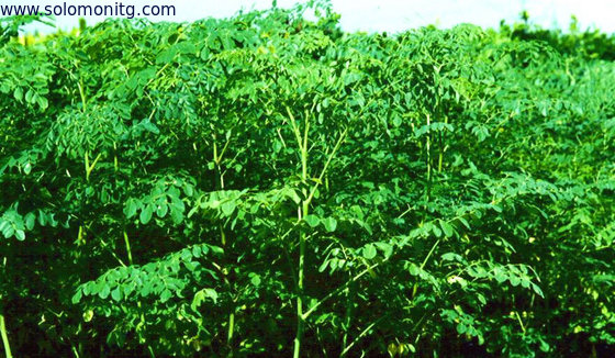 high quality moringa extract new product suppliers import china products