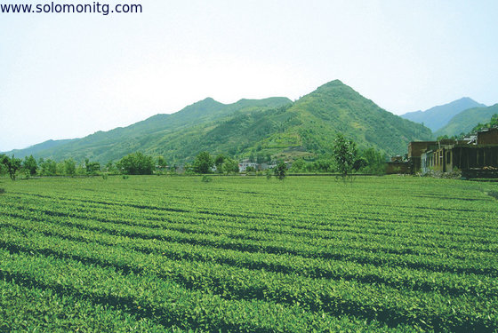 With rich experience of EU market gynostemma gypenosides for sleep --gynostemma extract
