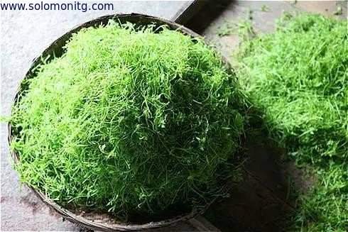98% Gypenoside Extract Jiaogulan Gynostemma Pentaphyllum Extract