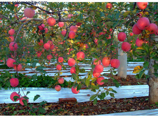 Vitamin C Apple Pectin Powder Apple Juice Powder Apple Powder--Malus pumila Mill
