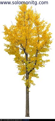 Organic Ginkgo Biloba Leaf Extract Powder/Flavones 24% Terpene Lactones 6%/Ginkgo Biloba Extract