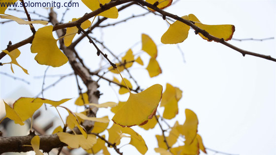 Organic Ginkgo Biloba Leaf Extract Powder/Flavones 24% Terpene Lactones 6%/Ginkgo Biloba Extract