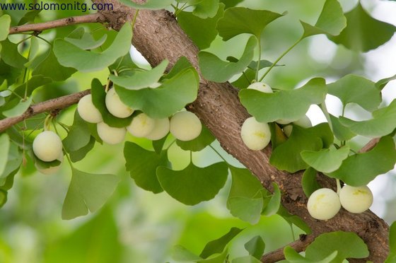 Organic Ginkgo Biloba Leaf Extract Powder/Flavones 24% Terpene Lactones 6%/Ginkgo Biloba Extract