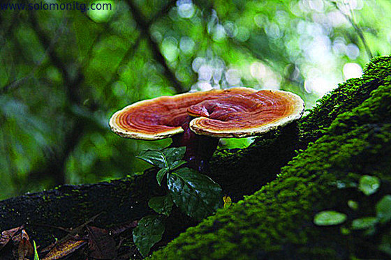 Nature health food Reishi Mushroom extract,anti-cancer triterpene & polysaccharides reishi