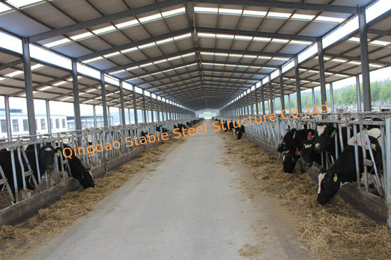 Steel structure cowshed supplier