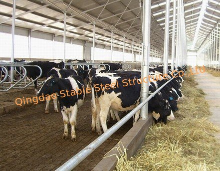 Steel structure cowshed supplier