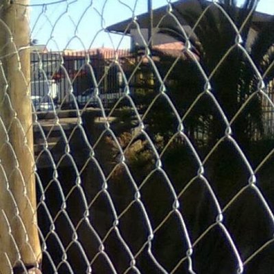 Diamond Wire Mesh Fence |with Knuckle/Horizontal/Twist Type by Galvanized/PVC Coated