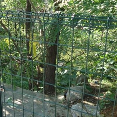 Double Ring Fence|Q 235 Ornamental Double-Loop Wire Mesh Fence 50X200mm