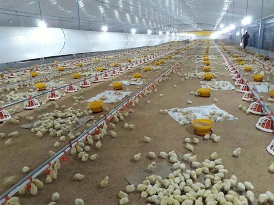 China Prefabricated Steel Structure Broiler House for Poultry Shed Cage Layer Chicken House china Broiler Chicken House supplier
